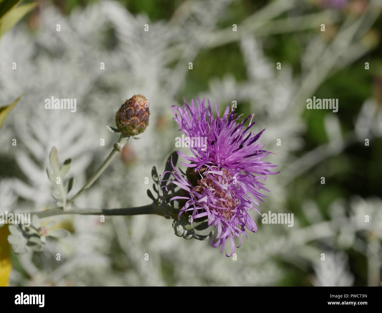Centaura hi-res stock photography and images - Alamy
