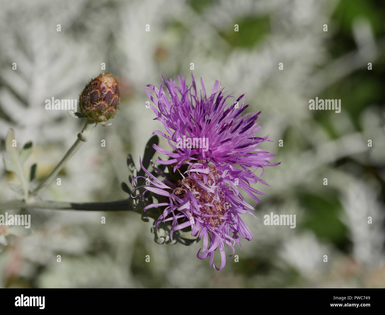 Pink centaurea dealbata hi-res stock photography and images - Alamy