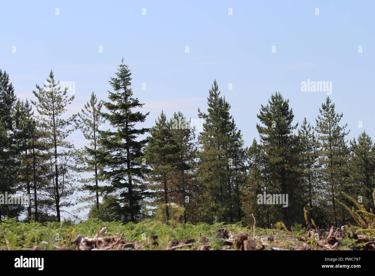 Forest treetops hi-res stock photography and images - Alamy