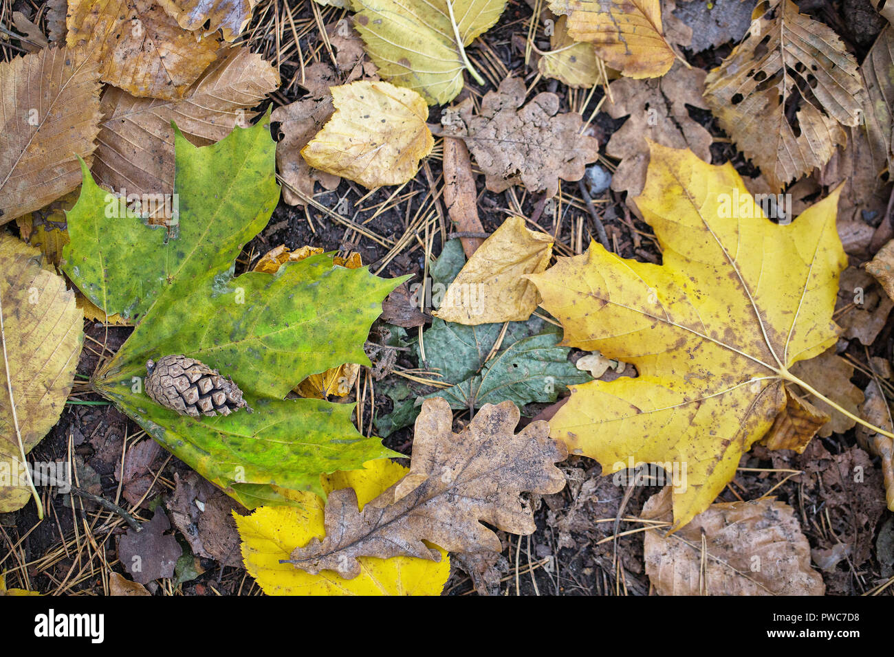Dry fallen colorful leaves of autumn forest, top view Stock Photo - Alamy