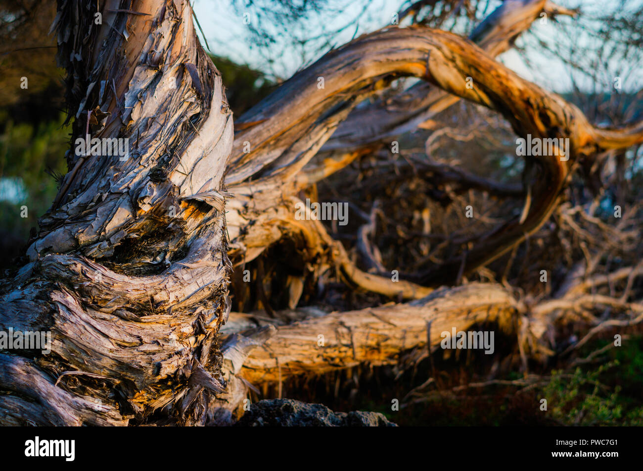 Deformed tree hi-res stock photography and images - Alamy
