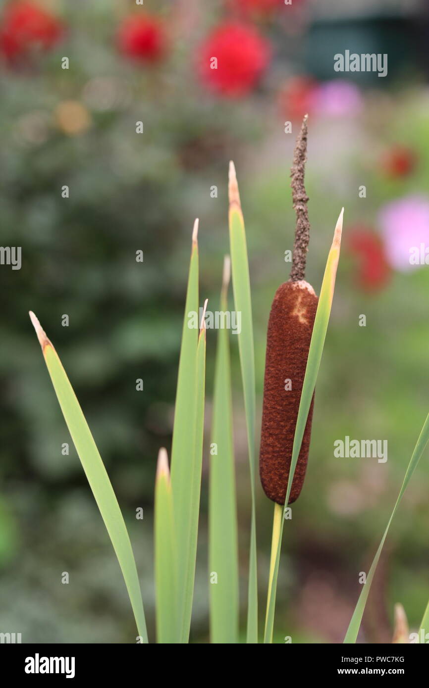 Bullrush in a garden pond Stock Photo - Alamy