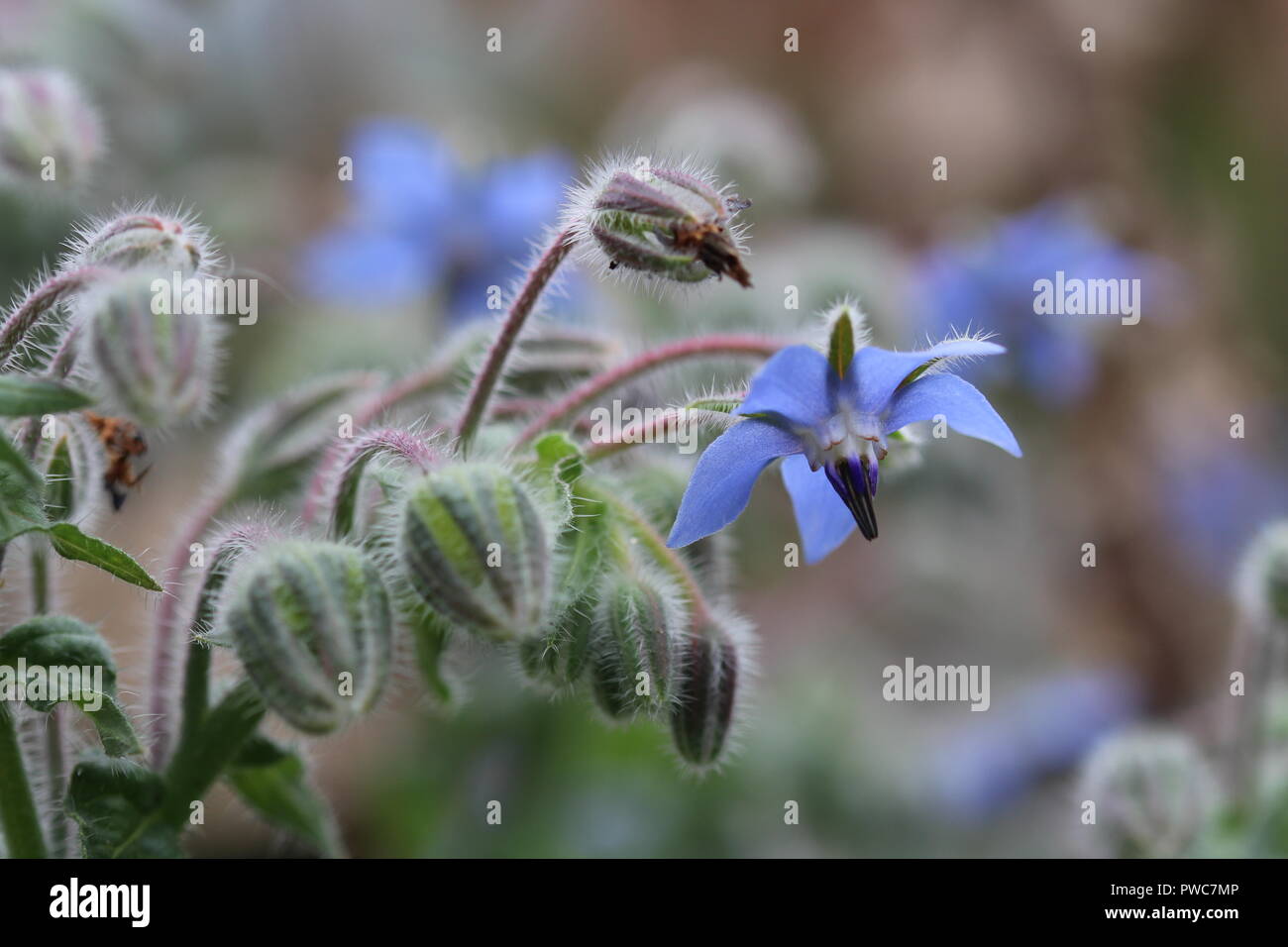 Blue flower in the garden Stock Photo - Alamy