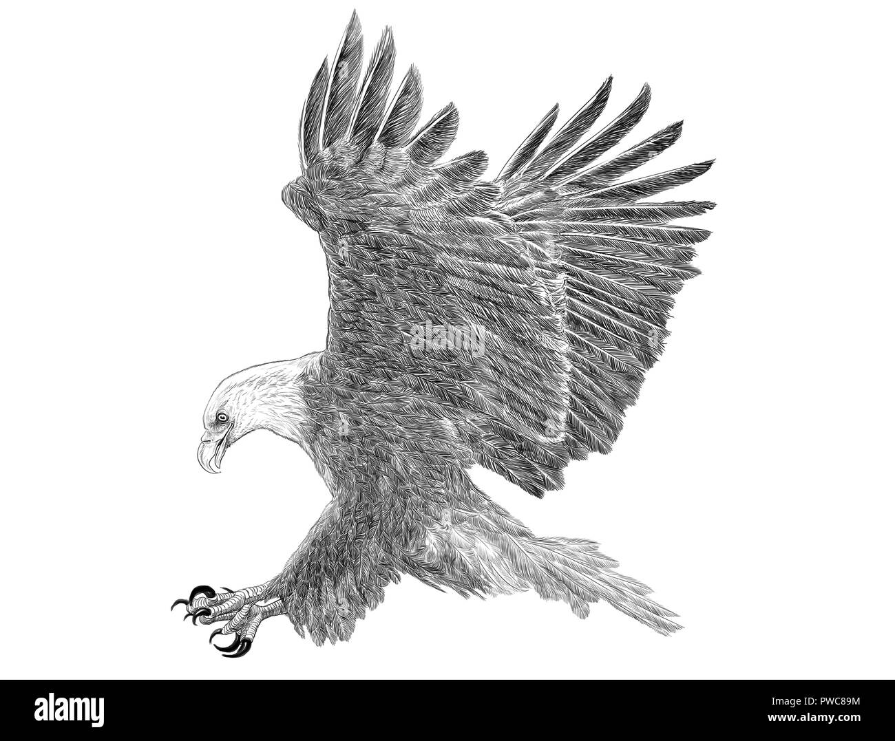 Landing Eagle Drawing