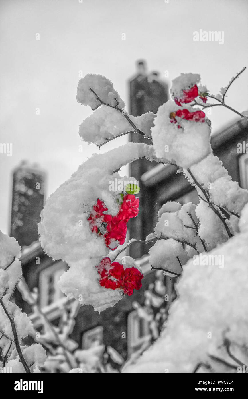 Red roses in the snow. Black and white photograph with roses in red ...