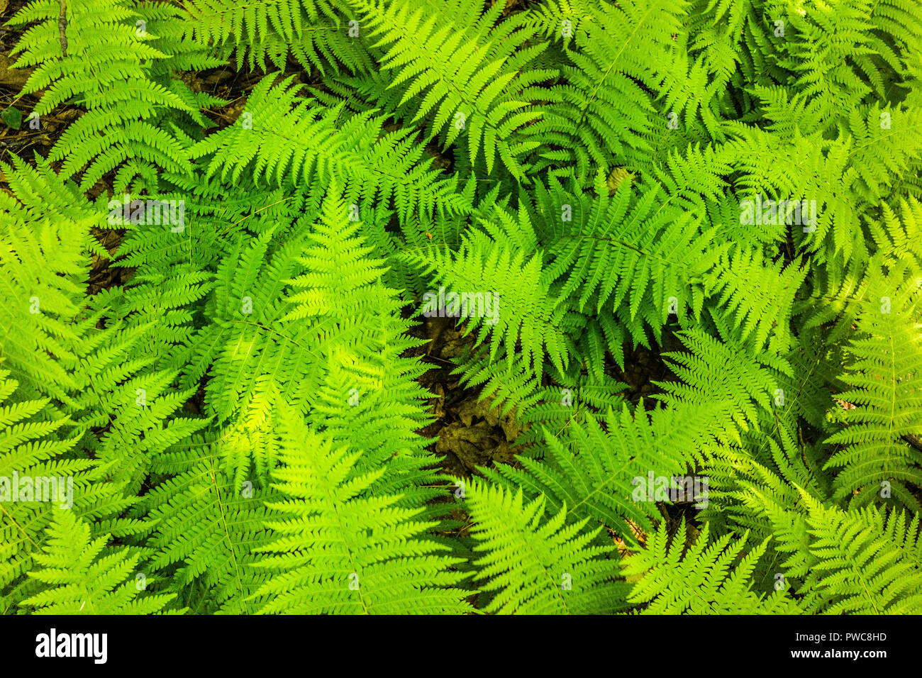 Ferns Hogback Dam Hartland, Connecticut, USA Stock Photo - Alamy