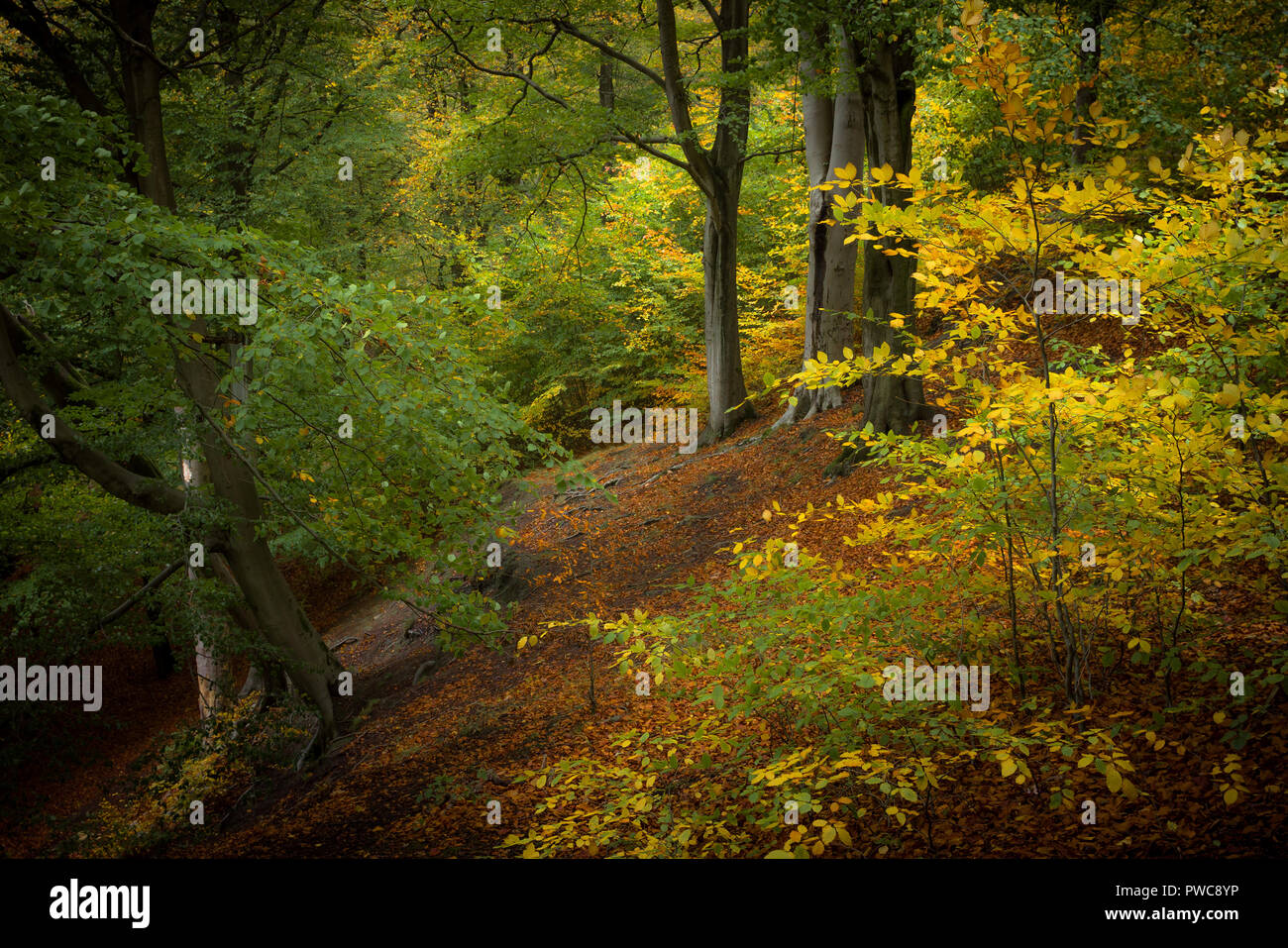 Beautiful Autumnal colours throughout Judy Woods in Bradford Stock ...