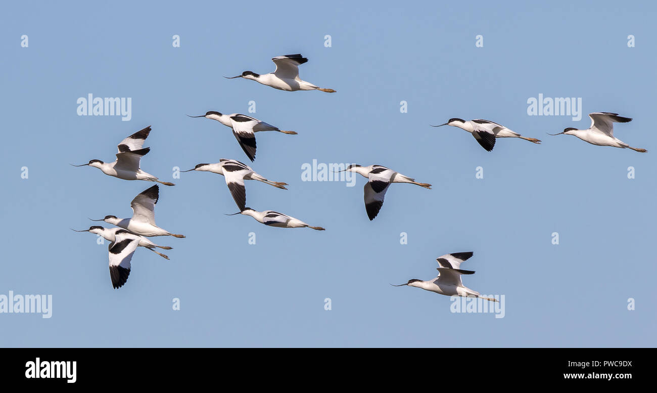 Flock of wild UK pied avocet birds together in flight (Recurvirostra ...