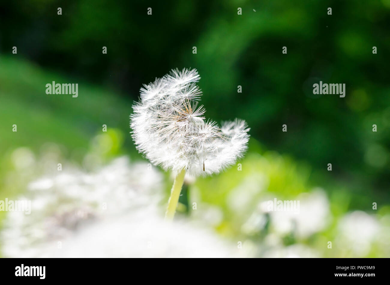 Dandelion flower field Stock Photo - Alamy