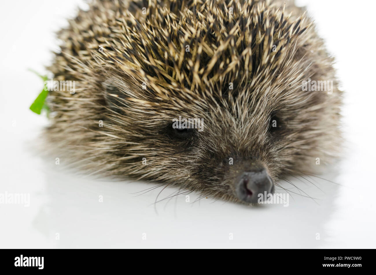 Front view of cute hedgehog. Over white background Stock Photo - Alamy