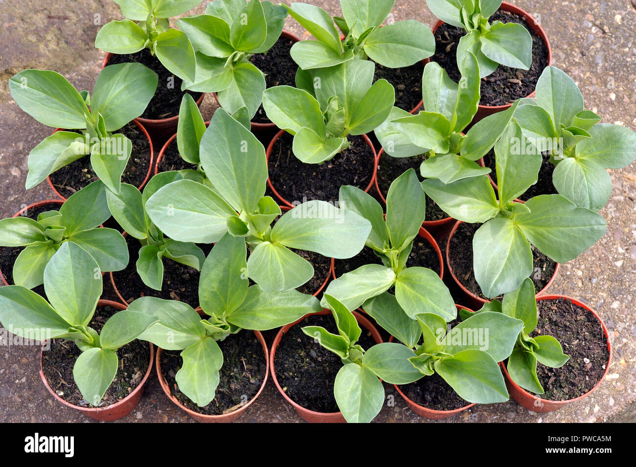 Broad bean plants in pots, variety Witkiem Manita, Vicia Faba also ...