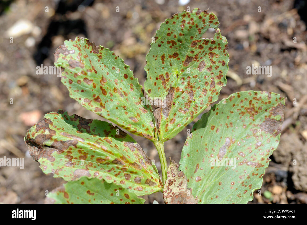 Botrytis cinerea hi-res stock photography and images - Alamy