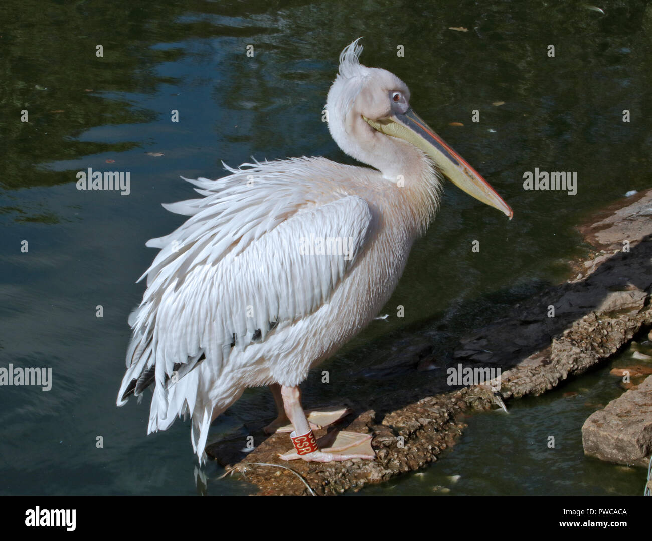 Pelecanus onocrotalus hi-res stock photography and images - Alamy
