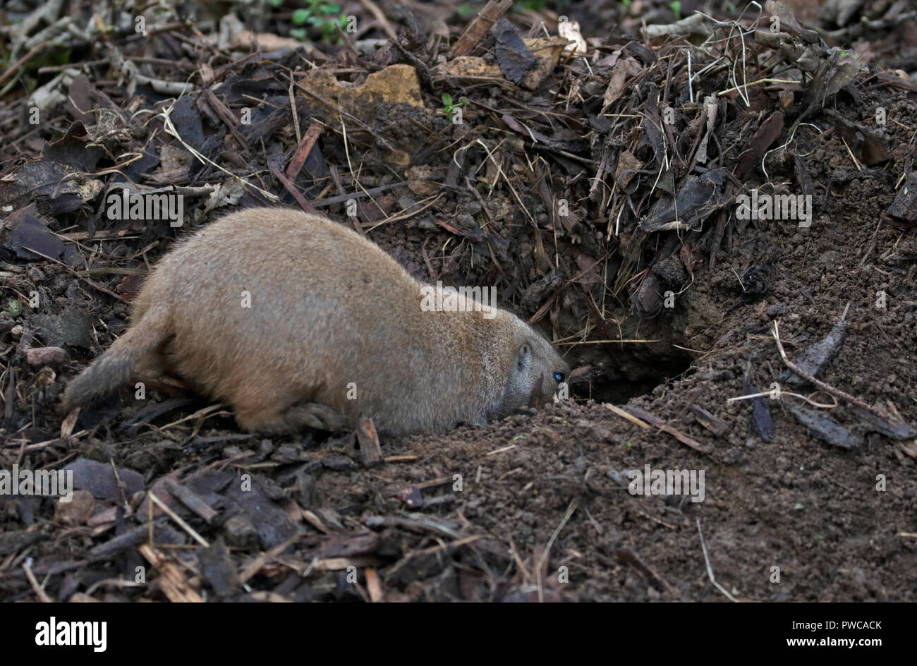 Black-Tailed Prairie Dog (cynomys ludovicianus) digging Stock Photo - Alamy