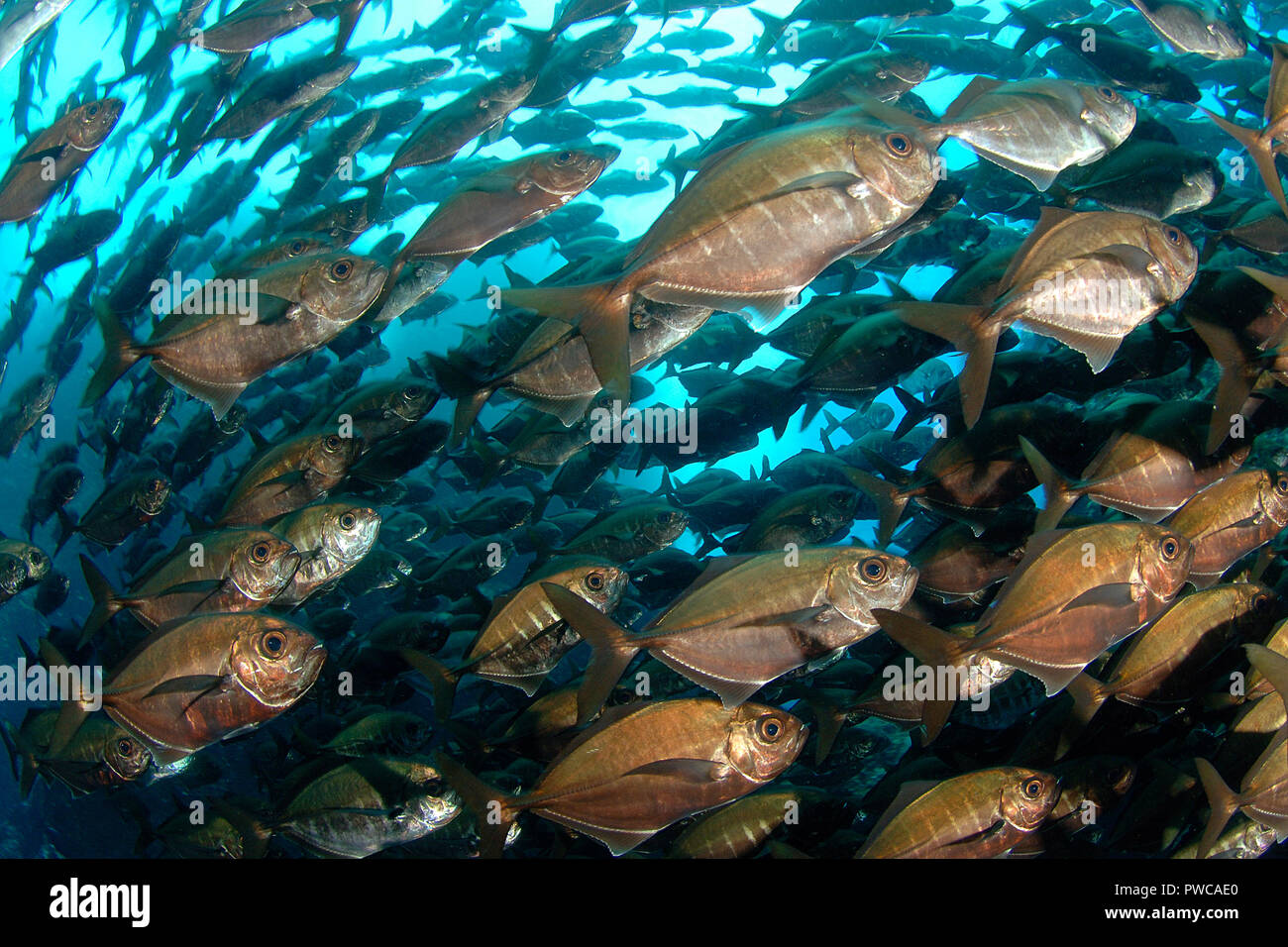 Cottonmouth hi-res stock photography and images - Alamy