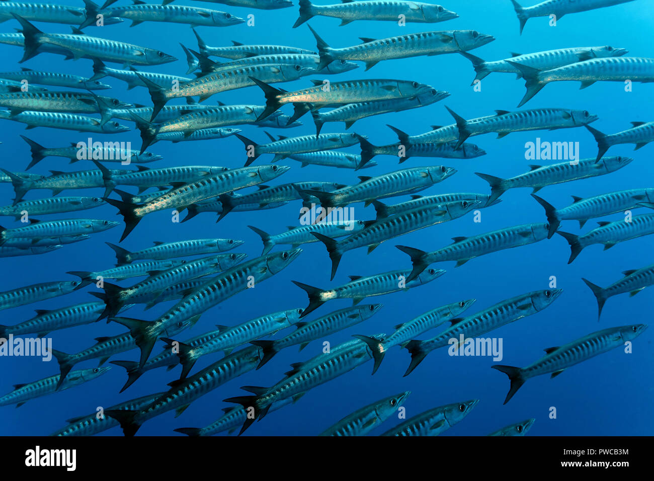 Barrakudas High Resolution Stock Photography and Images - Alamy