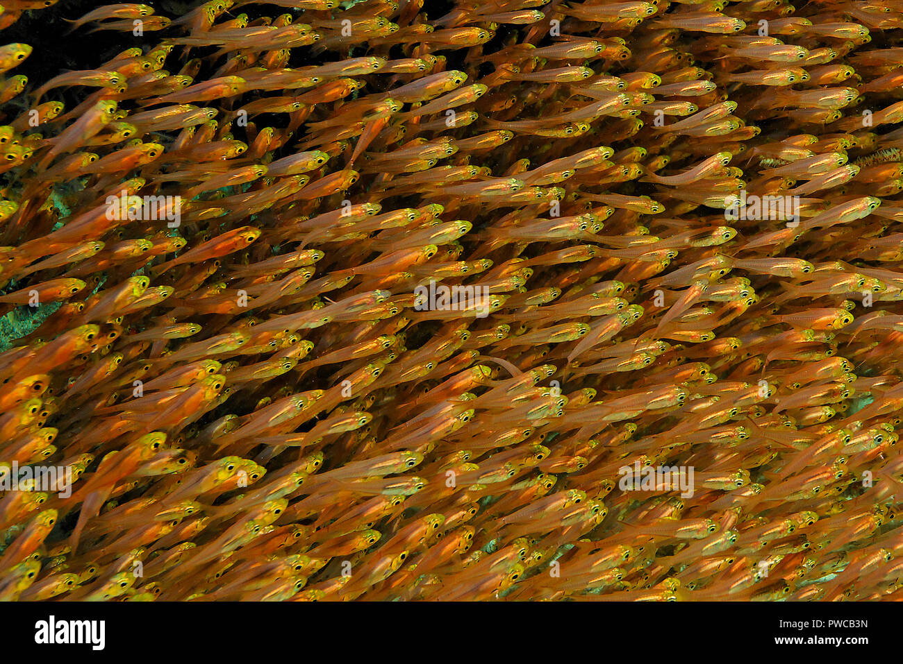 Glass fishes, Pygmy sweeper (Parapriacanthus ransonneti), Ari Atoll ...