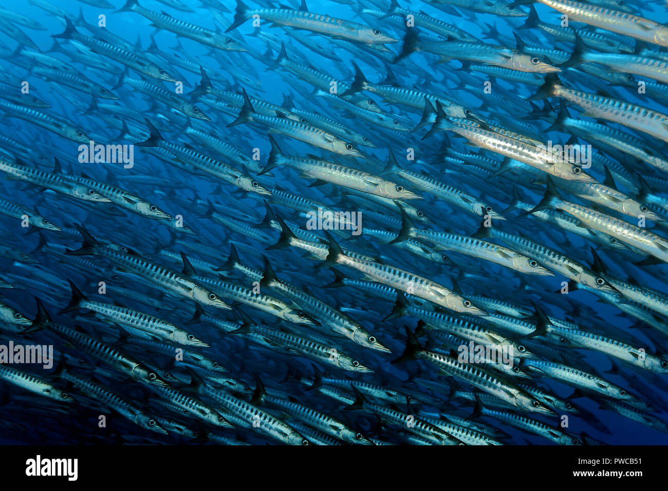 Barracuda barracudas hi-res stock photography and images - Alamy