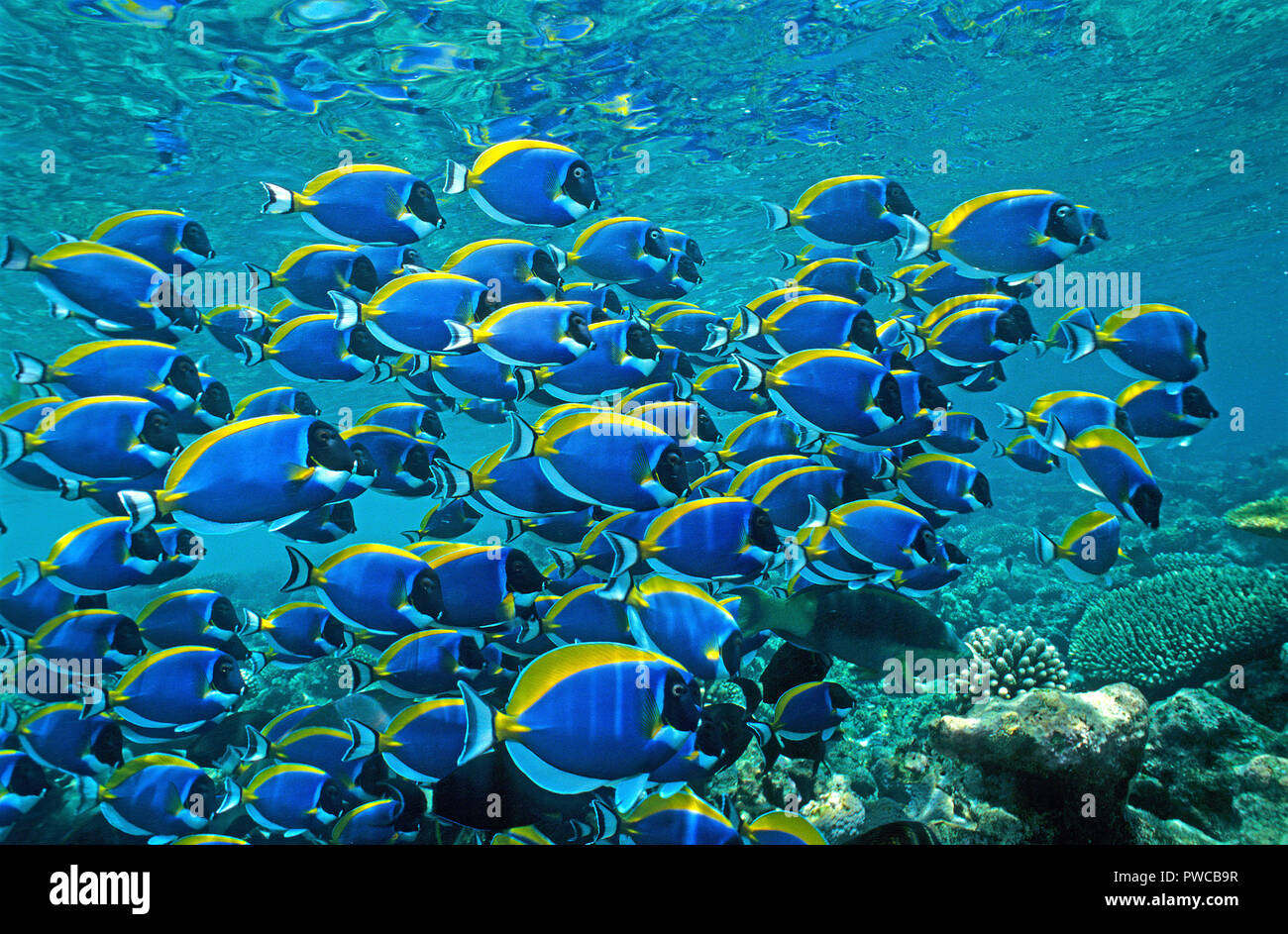 Doktorfische malediven hi-res stock photography and images - Alamy