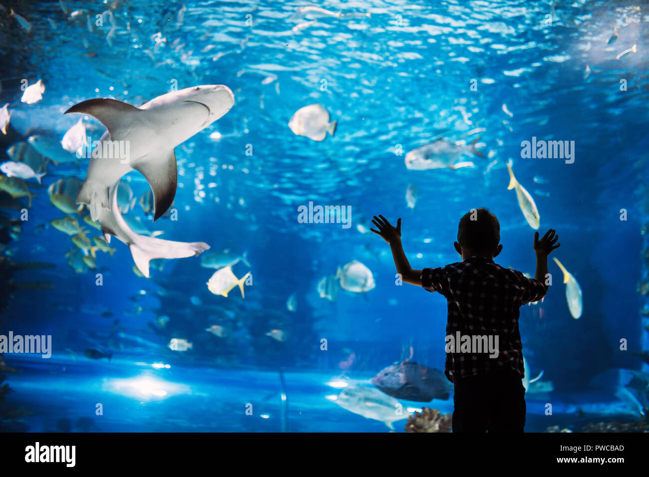 Serious boy looking in aquarium with tropical fish Stock Photo - Alamy