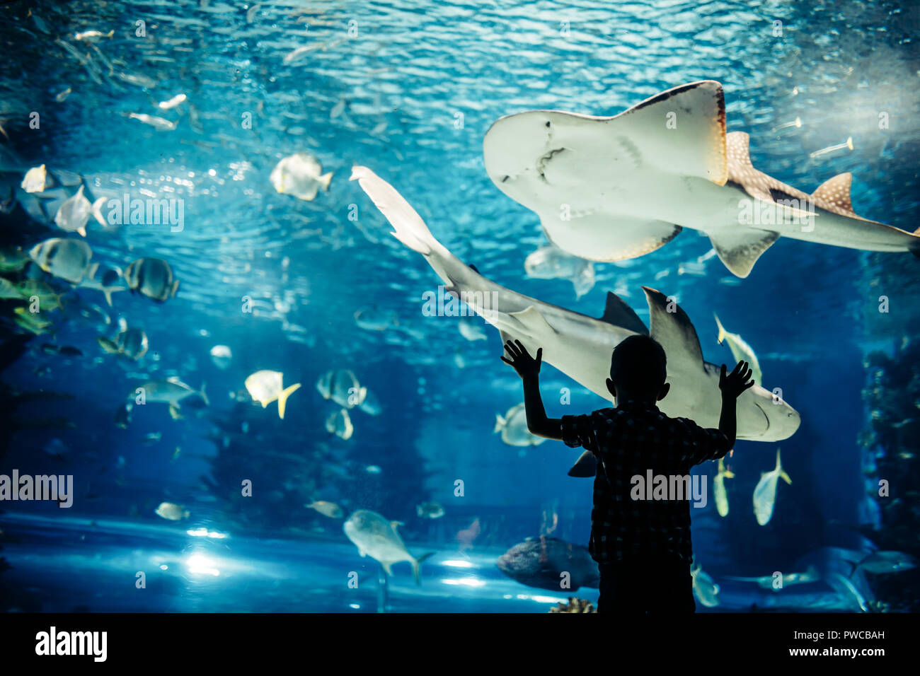 People watching fish in aquarium hi-res stock photography and images ...