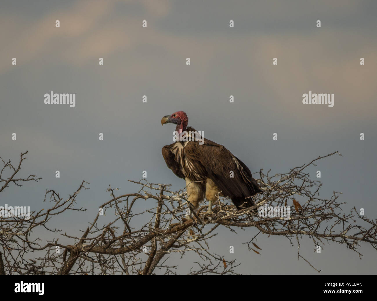 Vulture perches hi-res stock photography and images - Alamy