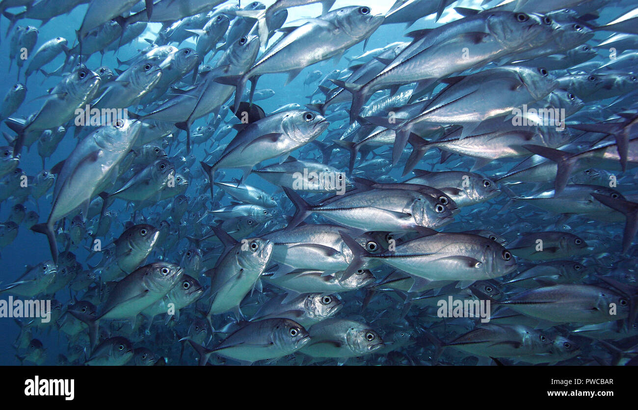 Osteichthyes Fishes Jacks High Resolution Stock Photography and Images ...