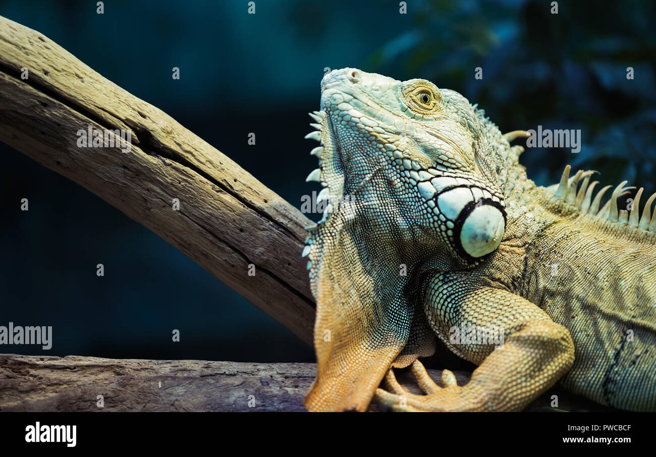 Climbing on a branch hi-res stock photography and images - Alamy