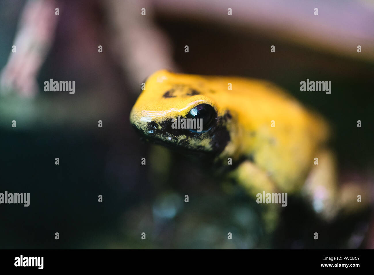 Poison frog very poisonous animal with warning colors Stock Photo - Alamy