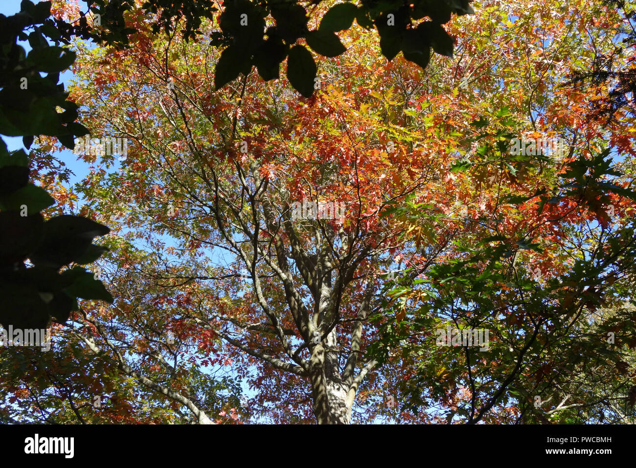 massive oak tree (Quercus) at Scotney castle, near Lamberhurst, Kent ...