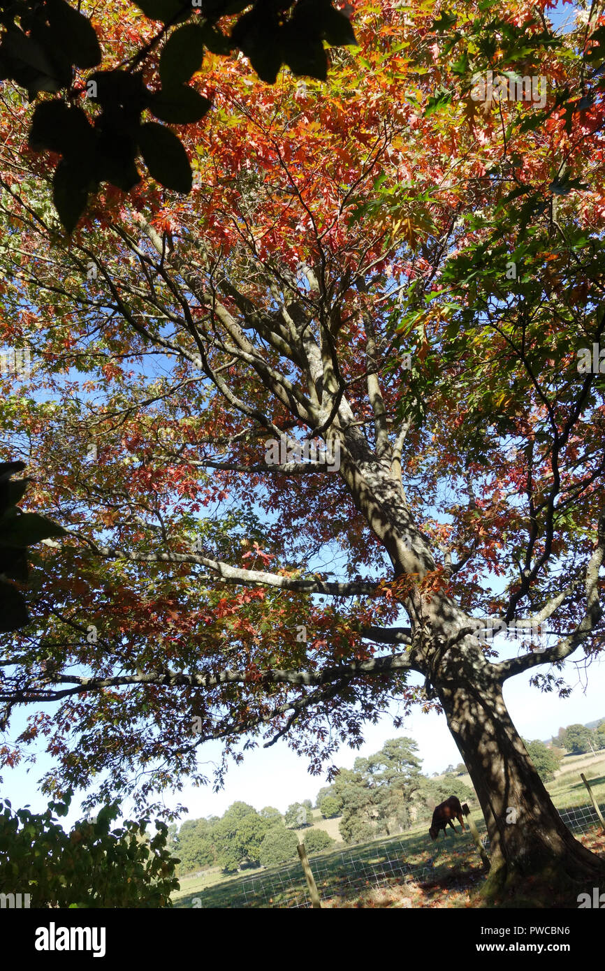 massive oak tree (Quercus) at Scotney castle, near Lamberhurst, Kent ...