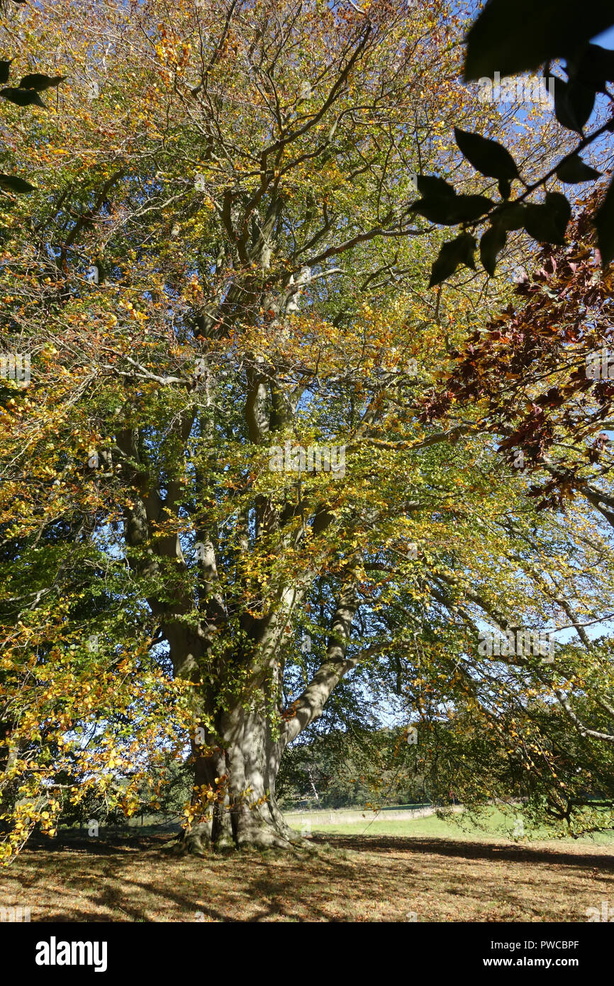 massive beech tree (Fagus) at Scotney castle, near Lamberhurst, Kent ...