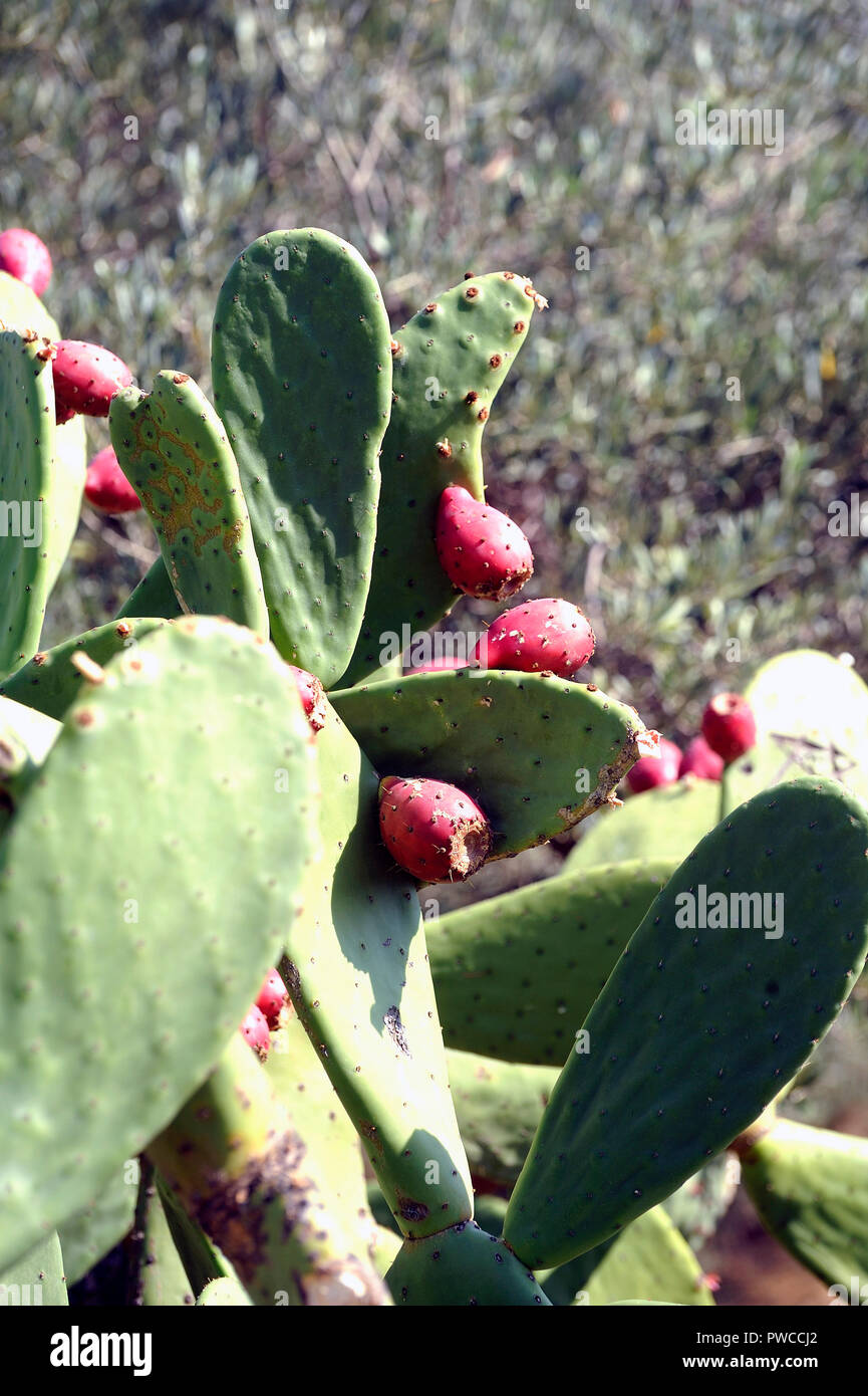 Barbary fig tree hi-res stock photography and images - Alamy