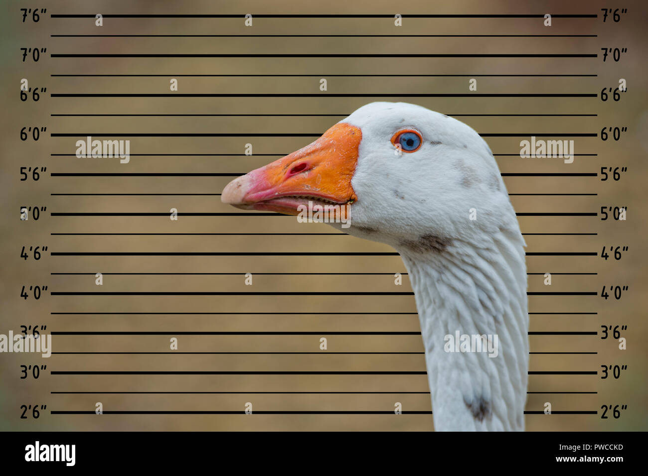Goose isolated close up portrait oon police mugshot line up Stock Photo ...
