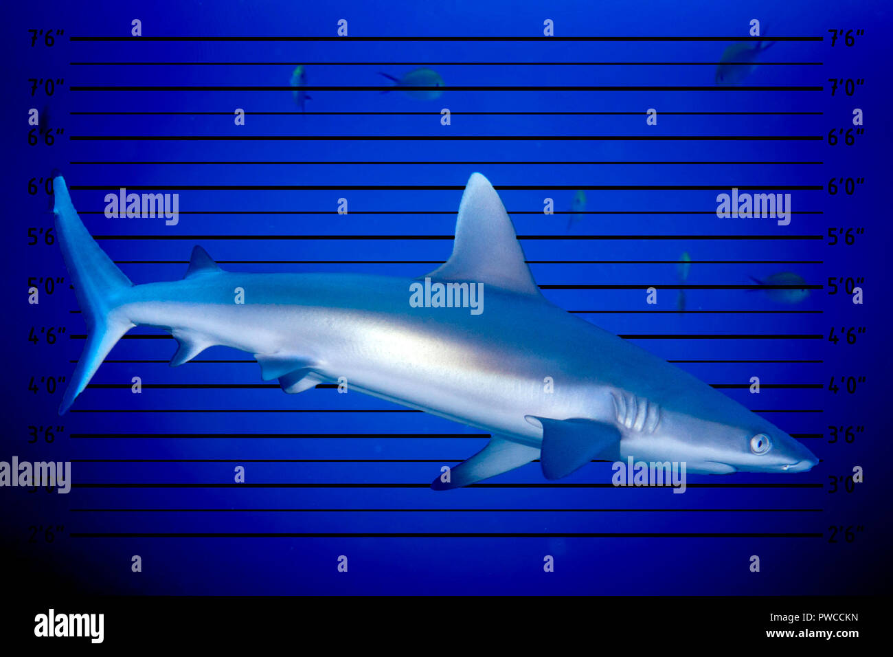 police mugshot line up White grey shark jaws close up portrait while ...