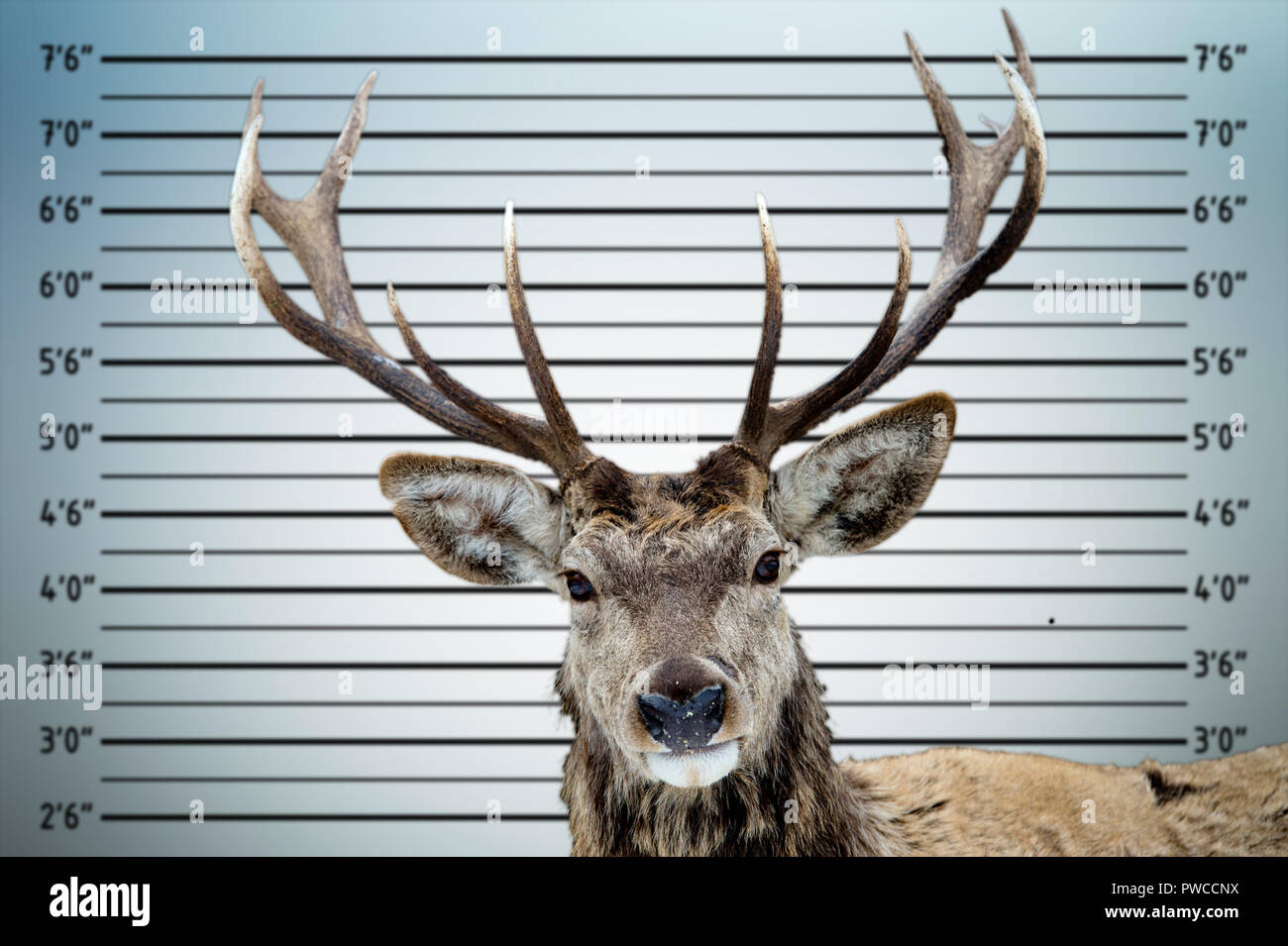 Police mugshot background height hi-res stock photography and images ...