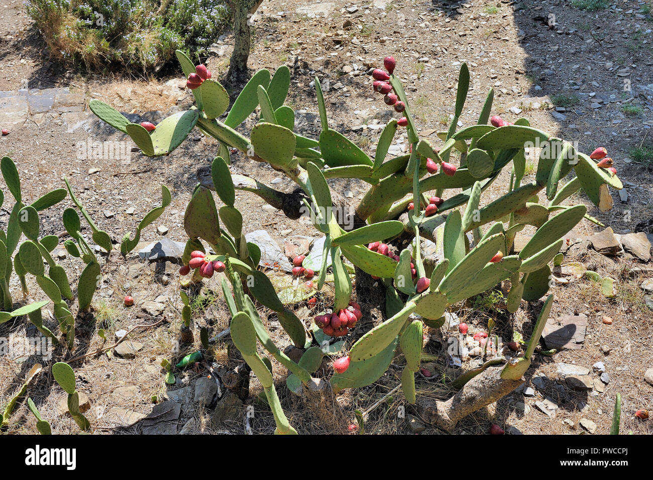 barbari fig tree in closeup photographing at Cadaques in Spain Stock ...