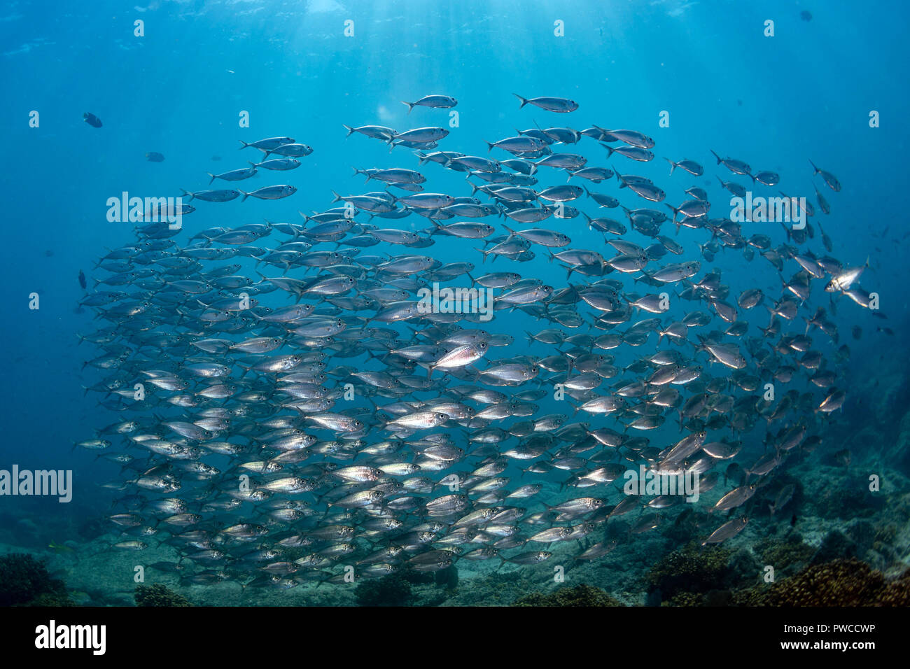 inside a giant sardines school of fish bait ball Stock Photo - Alamy