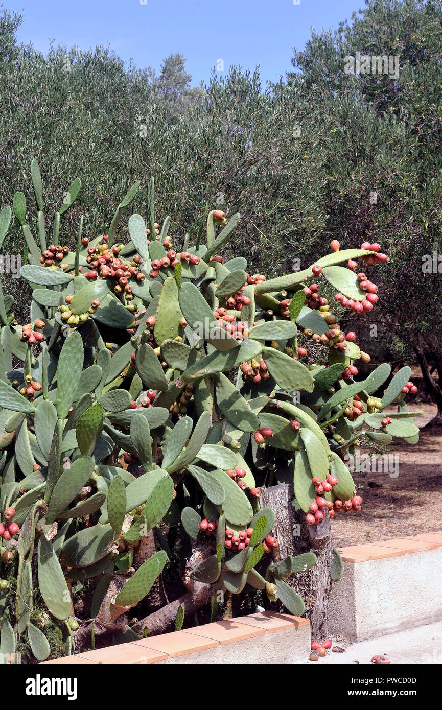 Barbary fig tree hi-res stock photography and images - Alamy