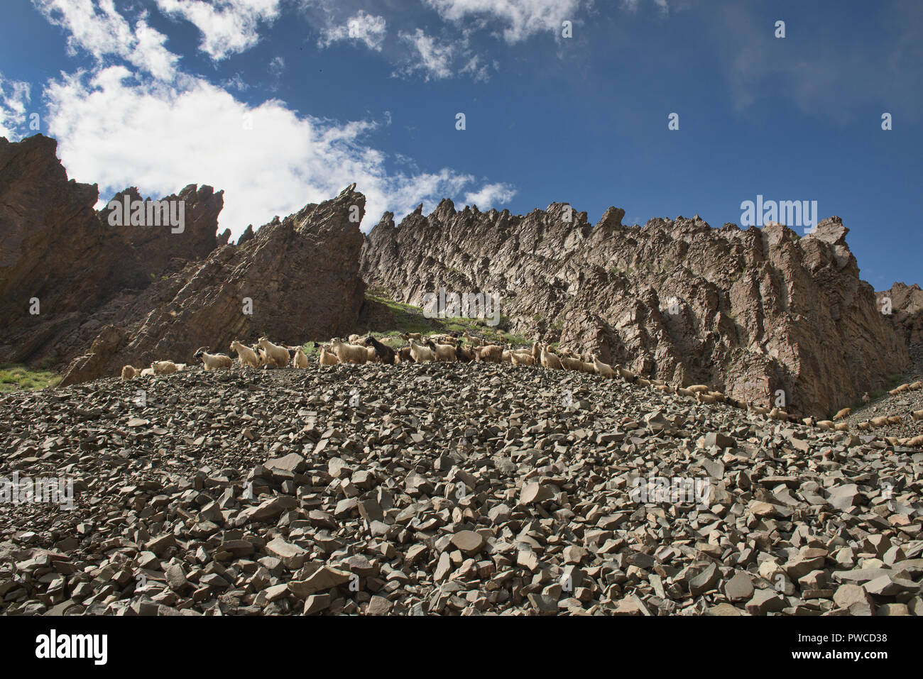 Curious goats and sheep near the Tar La Pass, Ladakh, India Stock Photo ...