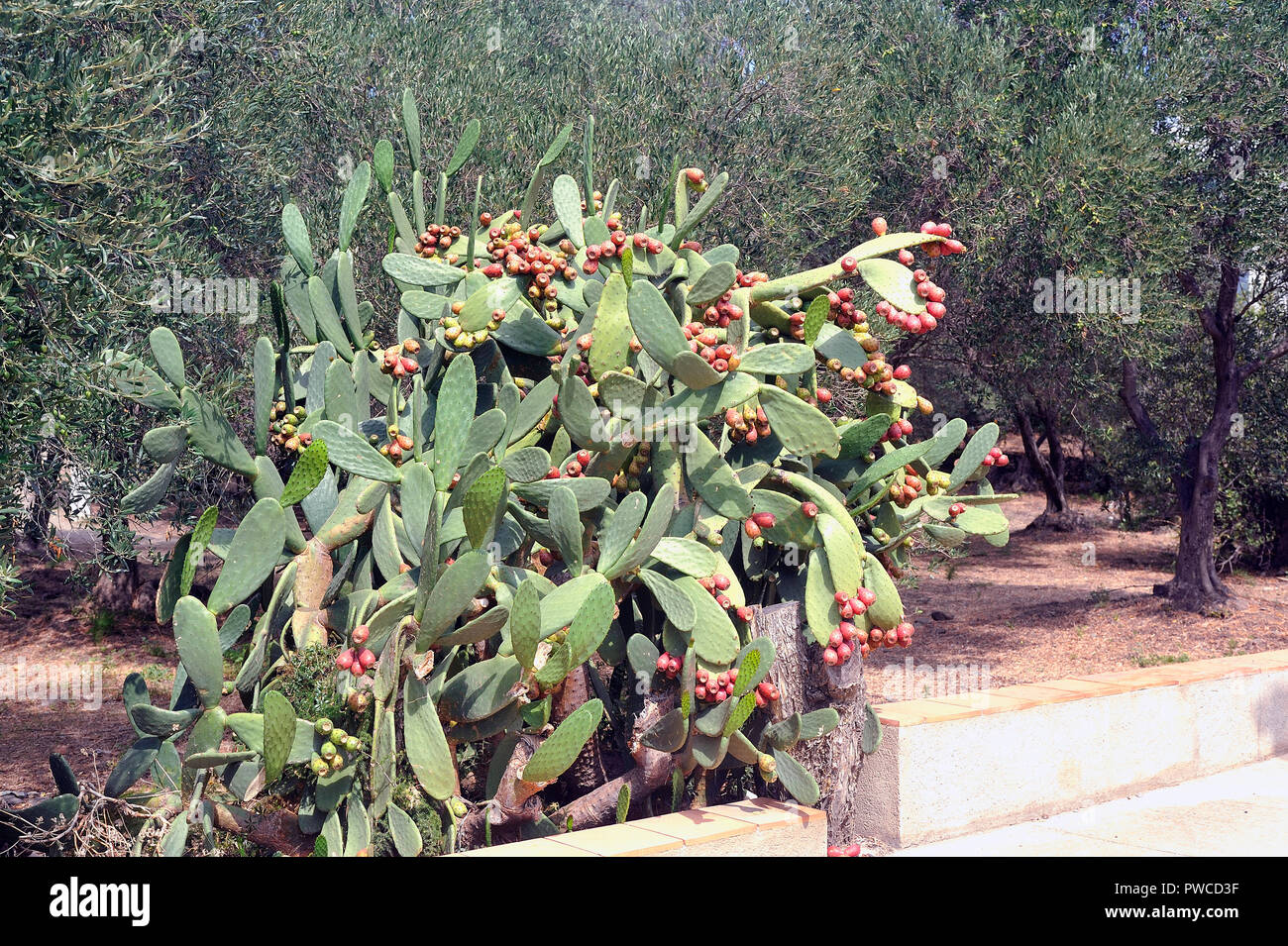 Barbary fig tree hi-res stock photography and images - Alamy