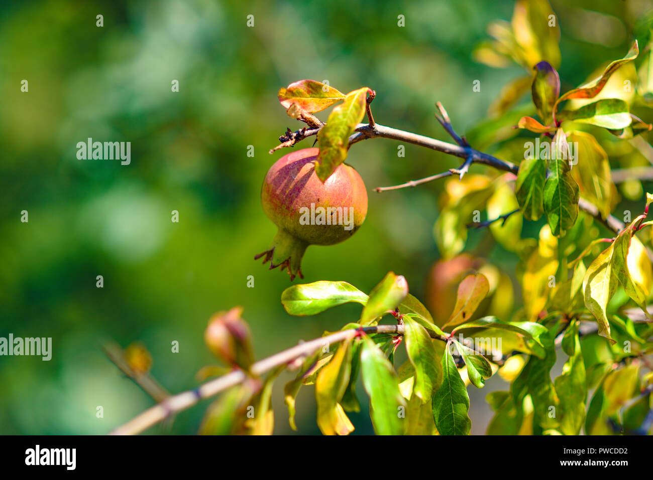 Pomegranate growing on a tree in the garden Stock Photo - Alamy