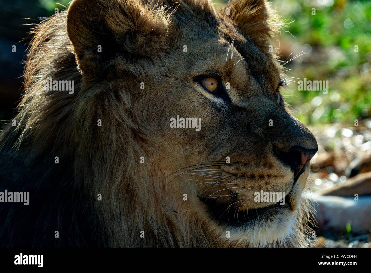 Lion eyes close up hi-res stock photography and images - Alamy