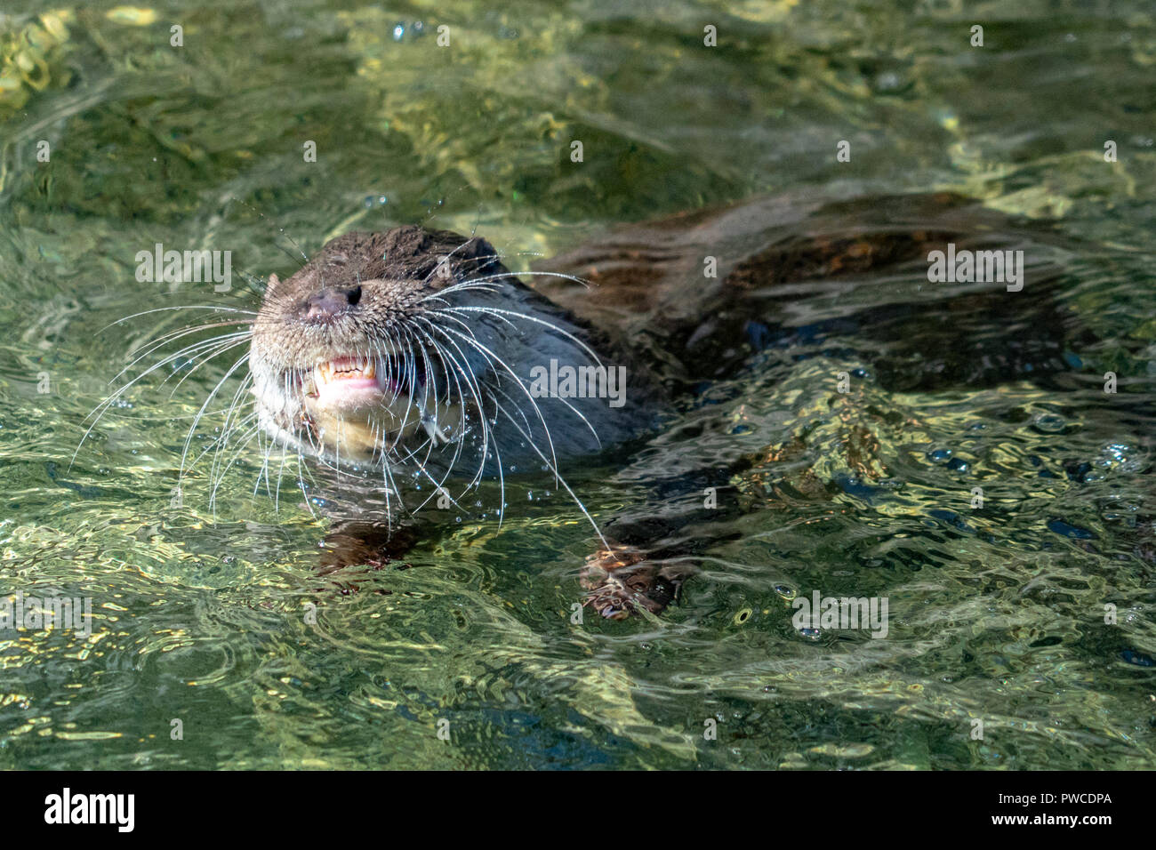 Otter catching a fish in the river portrait Stock Photo - Alamy
