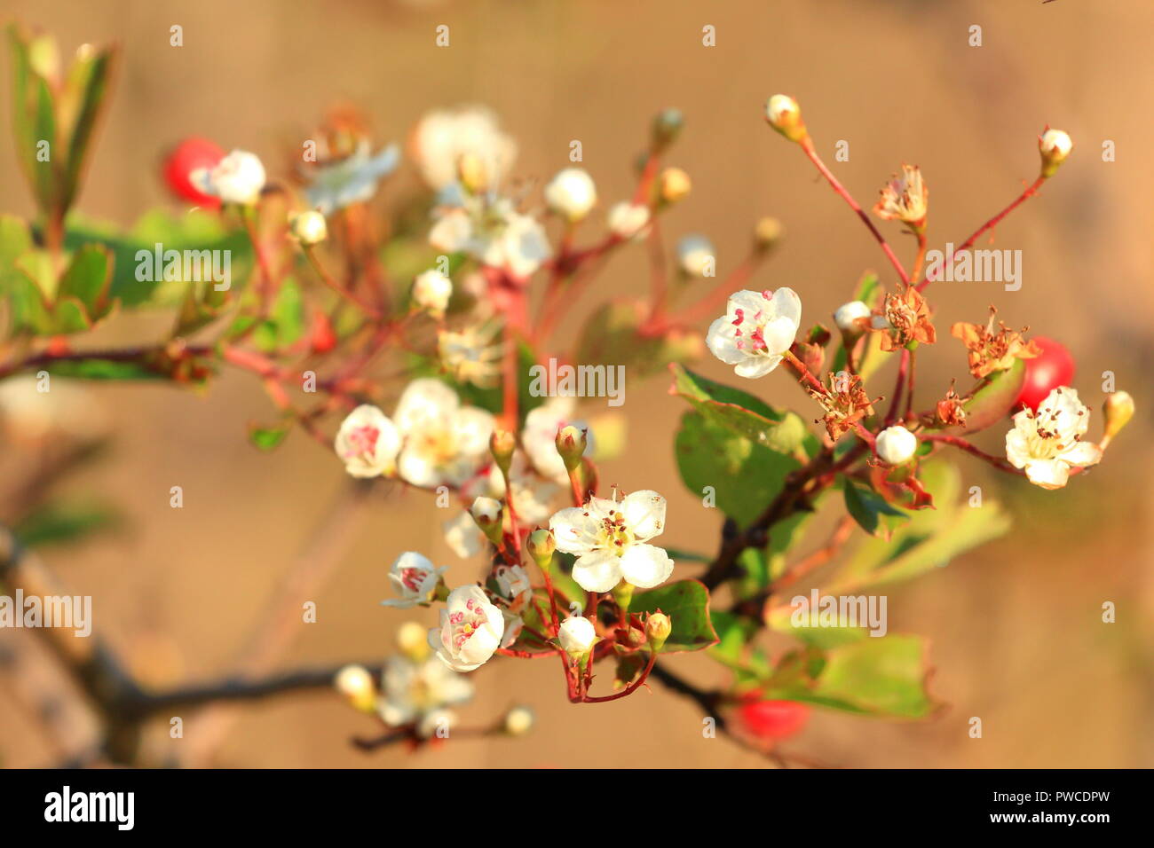 Blooming tree in fall, wonder of nature Stock Photo - Alamy