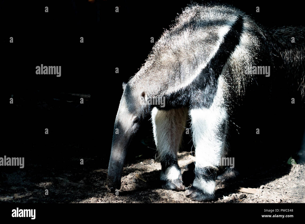 Giant anteater isolated on black background Stock Photo - Alamy