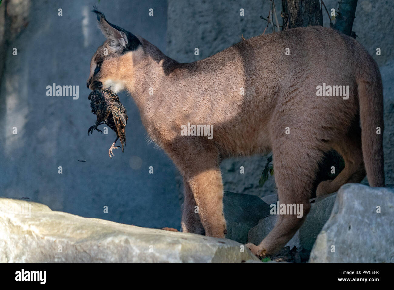 Caracal hunting hi-res stock photography and images - Alamy