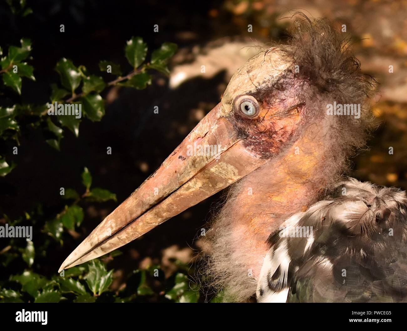 Large marabou stork bird hi-res stock photography and images - Alamy