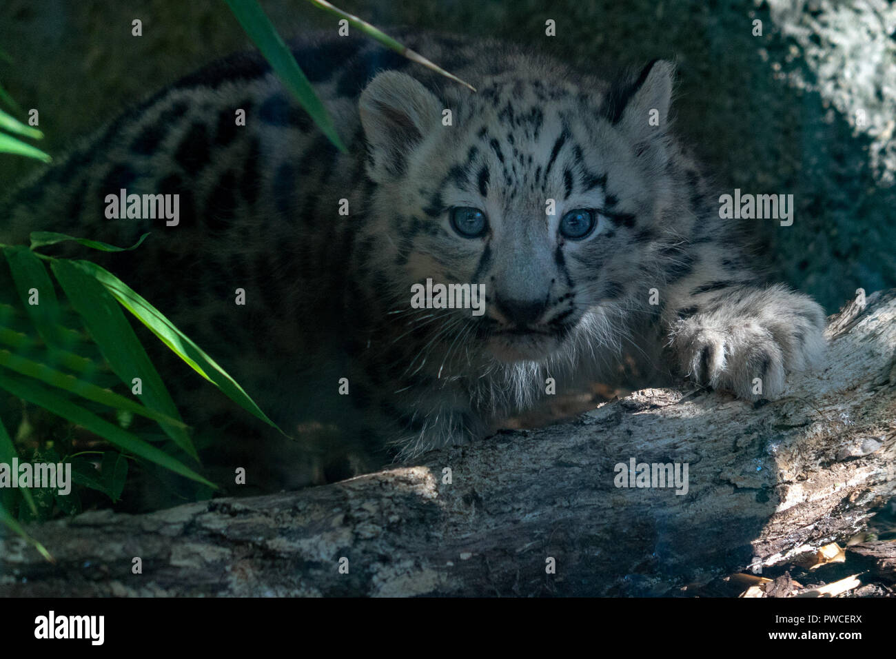 newborn puppy baby snow leopard close up portrait while looking at you ...