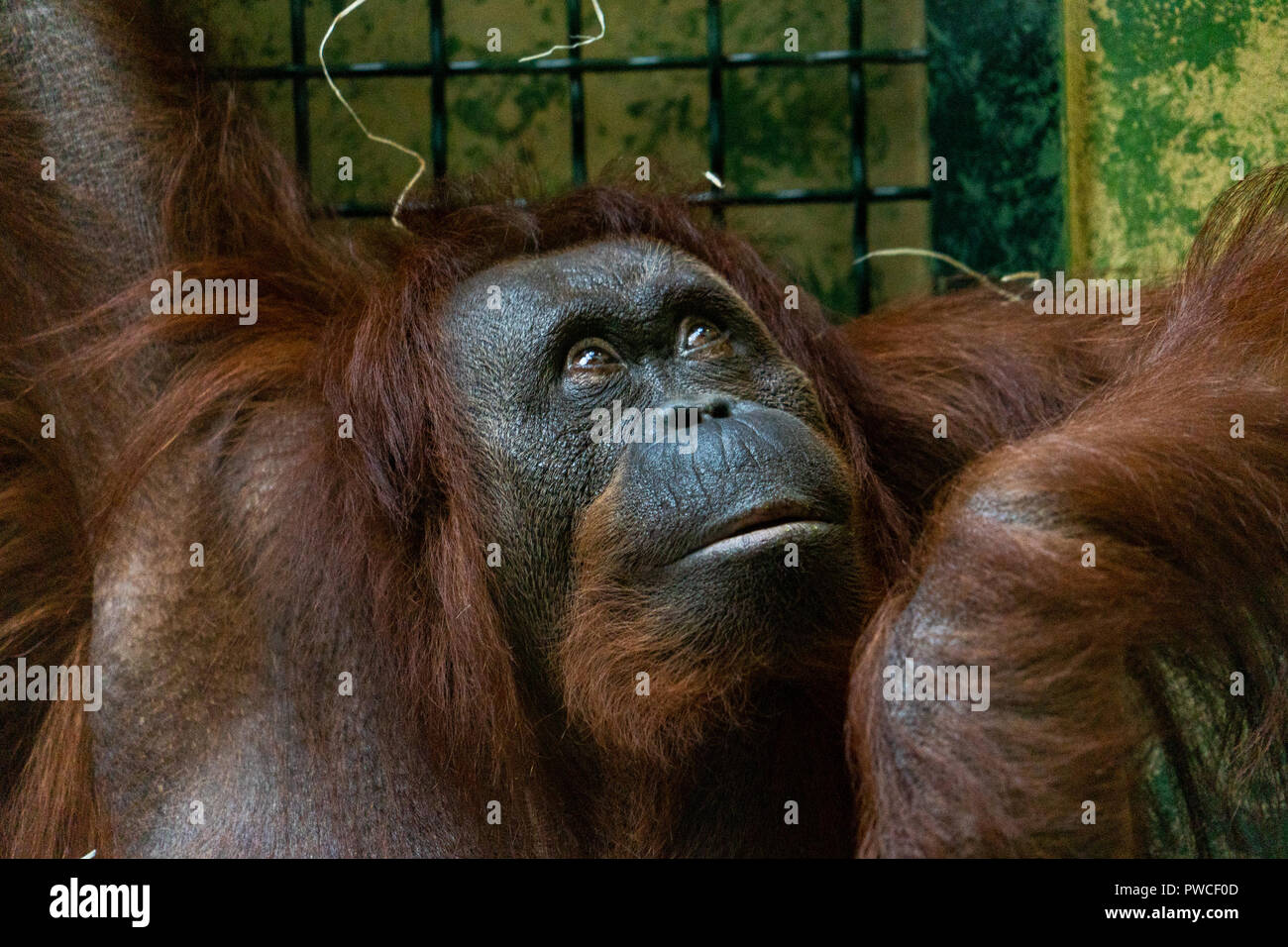 orangutan face portrait looking at you from the cage Stock Photo - Alamy